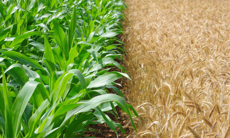 Postes du bilan prévisionnel d’azote - Comifer