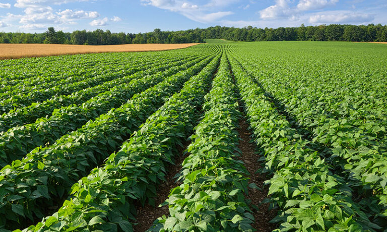 Bilan azoté et besoins des cultures - Comifer