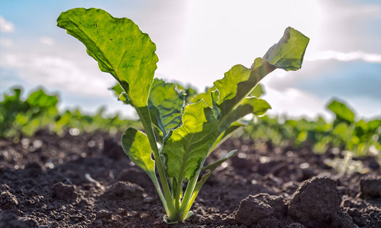 Bilan azoté et besoins des cultures - Comifer